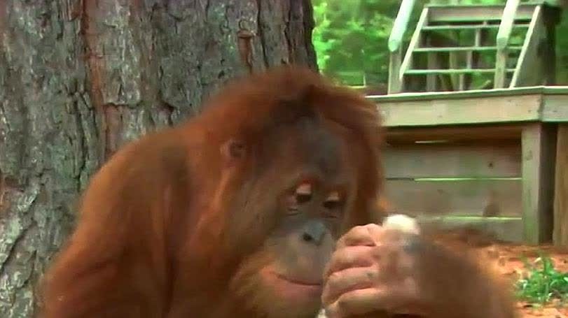 猩猩的孩子是森林之王?发生的这一幕令人惊呆,猩猩眼神亮了