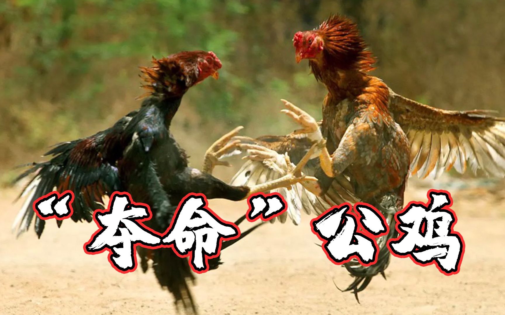 悲剧!菲律宾一警官执行搜捕中遭“鸡杀“身亡