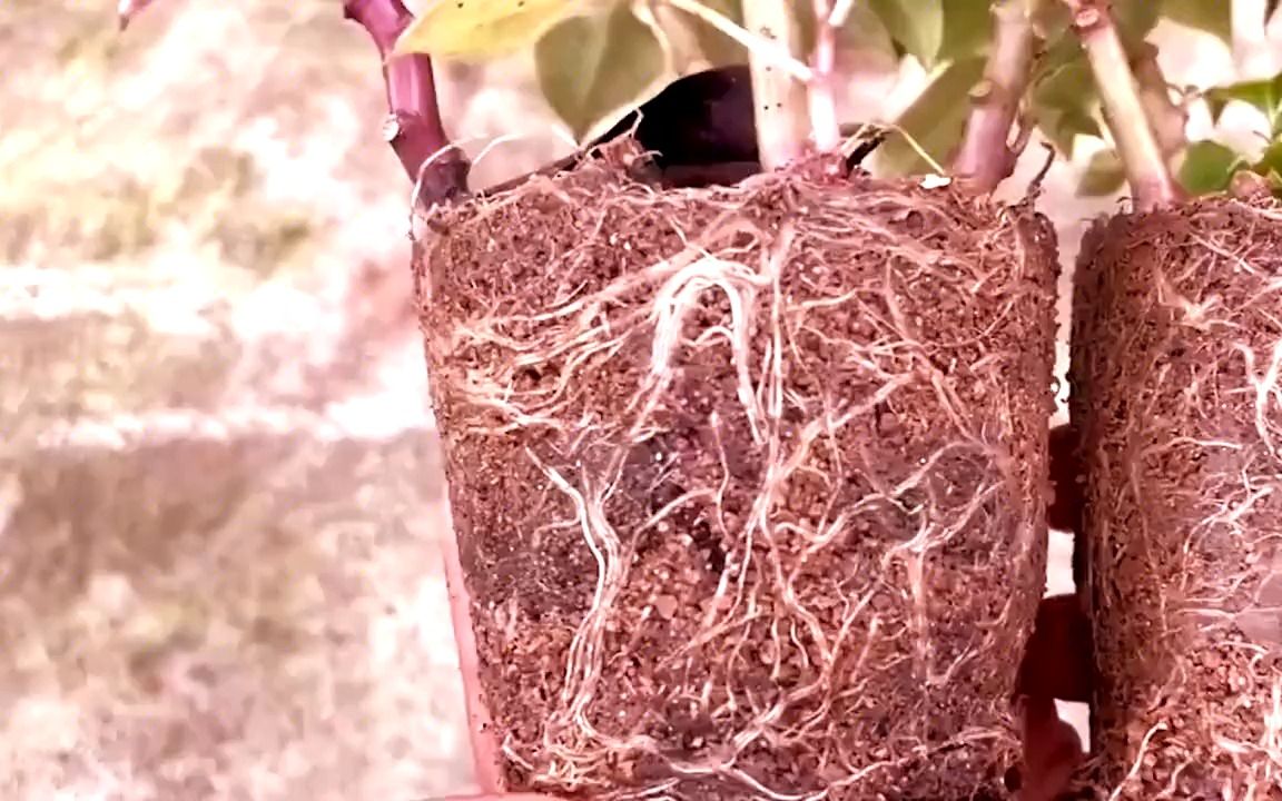 如何种植凤仙花?教你这样学扦插,成活率百分百