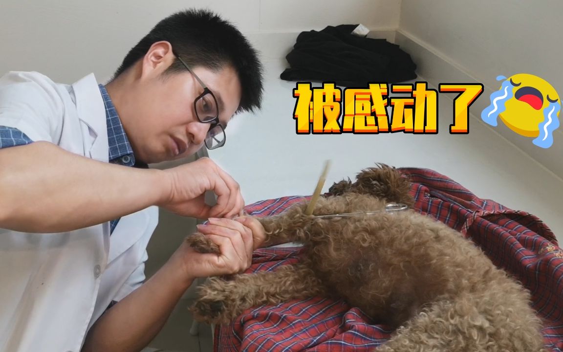 狗的母爱能多伟大?瘦弱泰迪抽搐不止紧急就医,真相让人感动!
