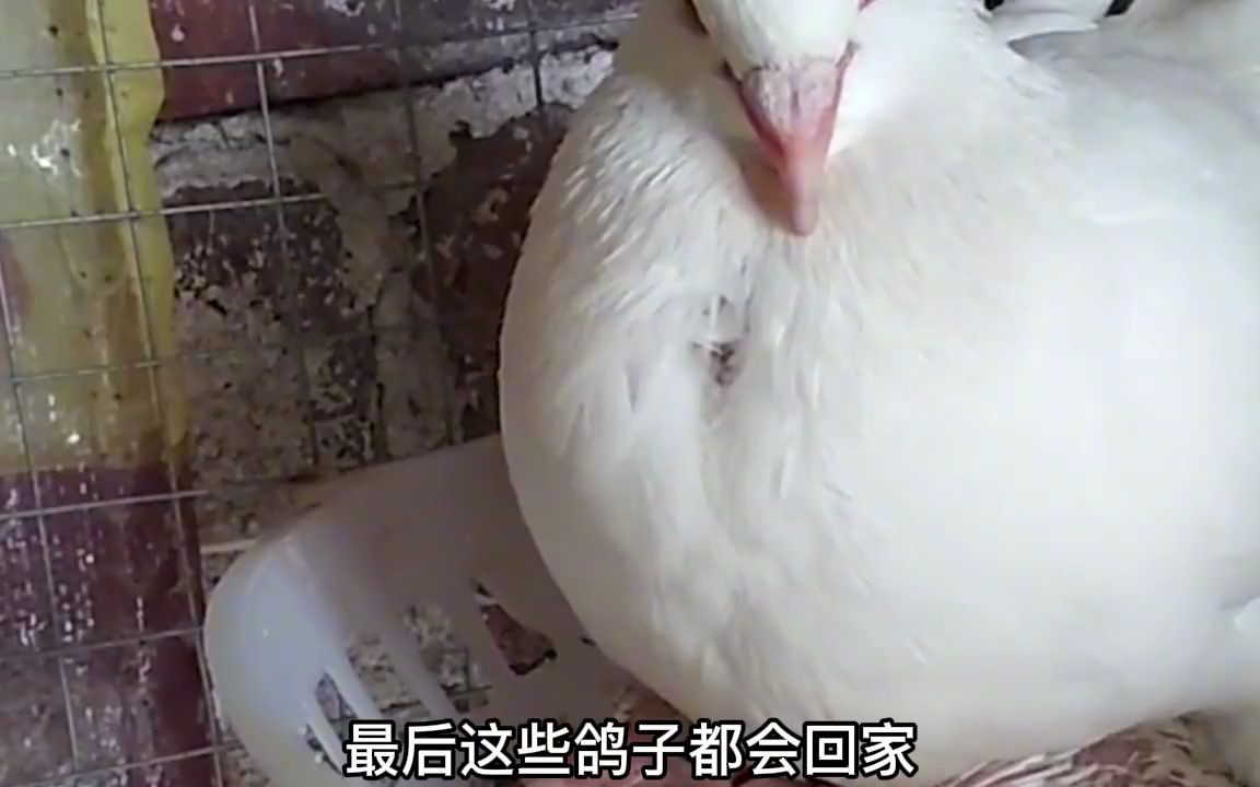 古代都用信鸽送信,鸽子是如何知道信要送到哪?看完你就知道了