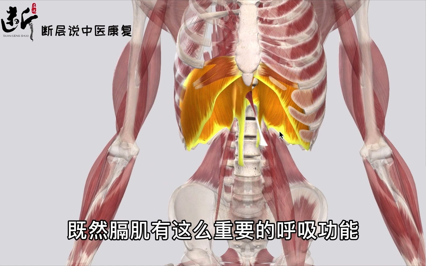 【每日一肌】膈肌——呼吸最重要的肌肉,和颈肩腰腿痛也有关系!(完整...
