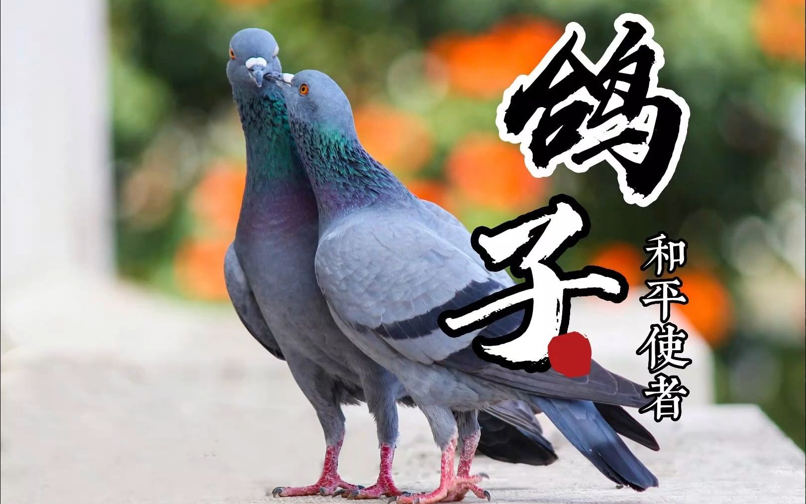 【自然科普】和平使者---鸽子。“自带导航的小可爱~”