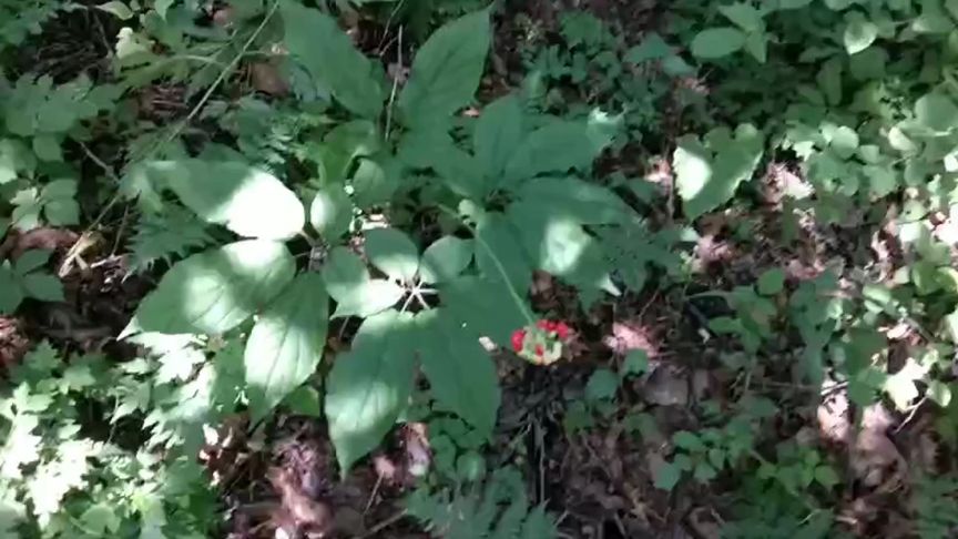 东北三宝之一野山参,之林下参篇