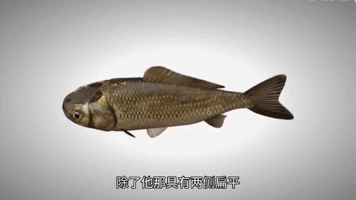 鱼为什么可以下沉上浮 人却做不到?