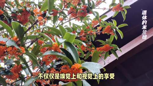 桂花的用途:五种用途,你喜欢哪一种?