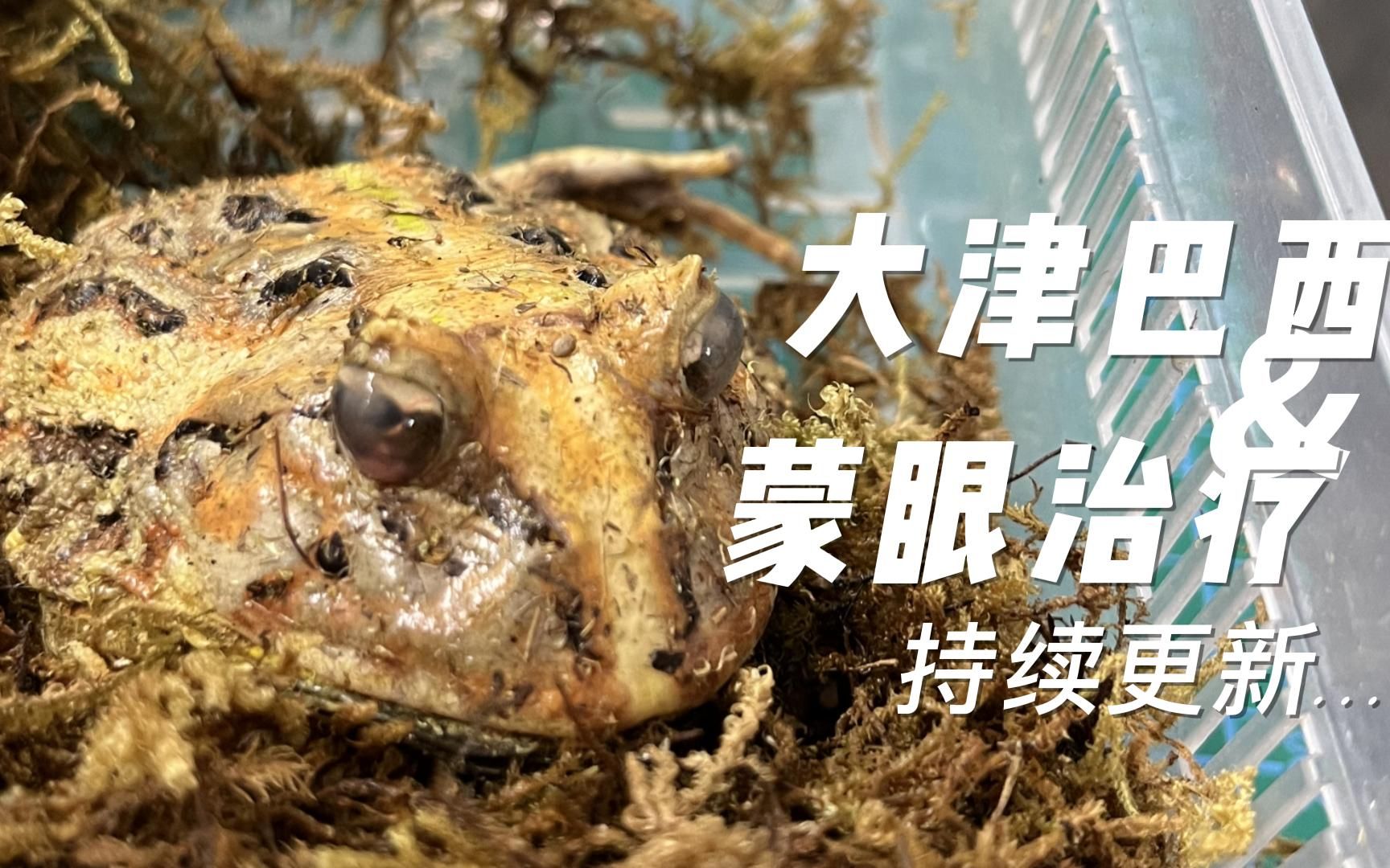 大津巴西蒙眼的第一天治疗