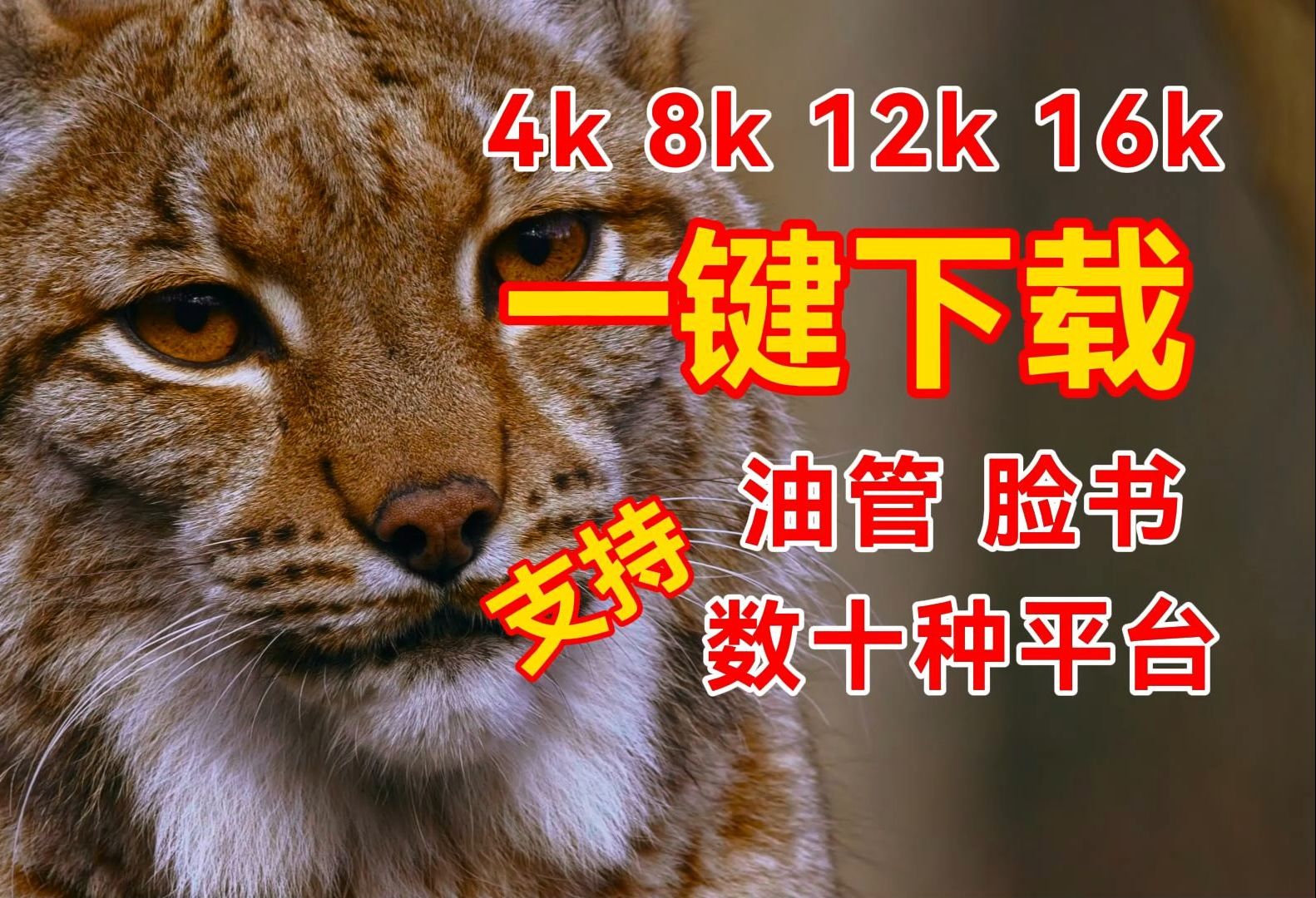 4K视频一键下载,油管脸书等主流平台通通拿捏,自媒体的春天来了!
