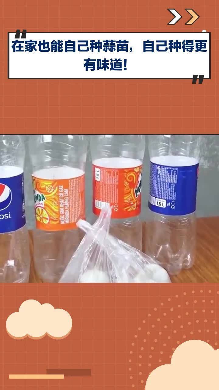 在家就能种蒜苗,自己种的味道超棒!