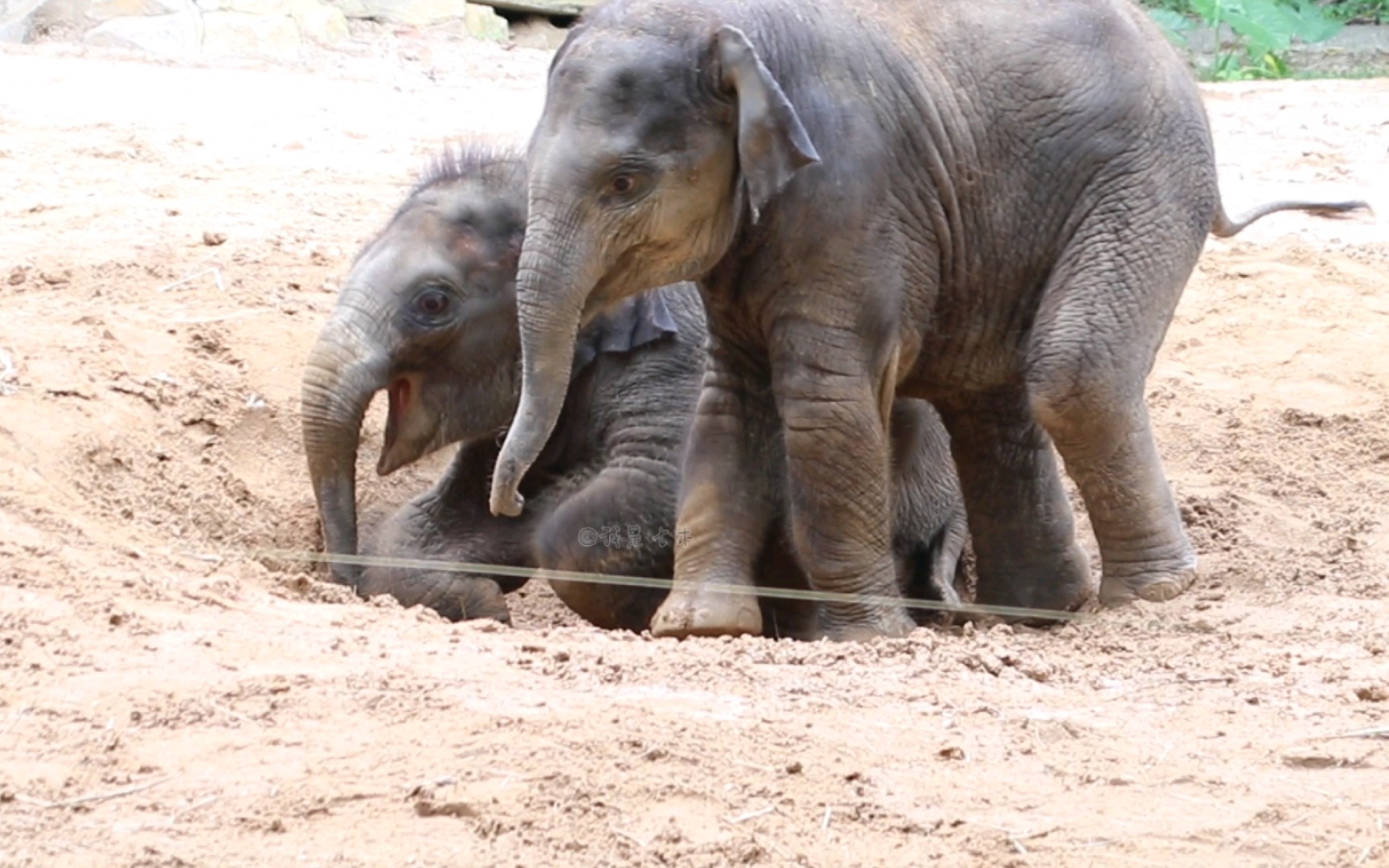 小象突然大叫,一旁的同伴很懵逼的样子,大象也赶来查看情况【亚洲象】