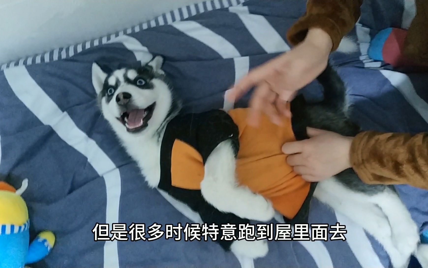 【二哈】狗狗到处乱拉乱尿被女主狂揍,二哈一脸不服:有种打死我!