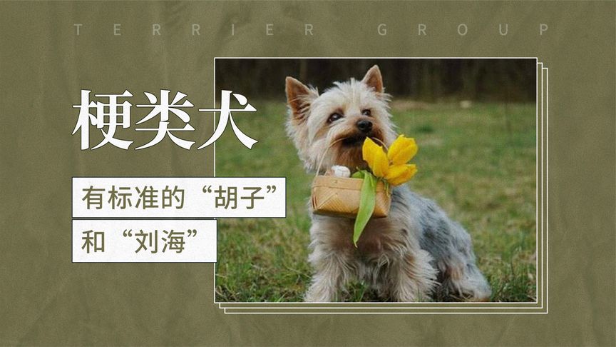 有标准的“胡子”和“刘海”——梗类犬