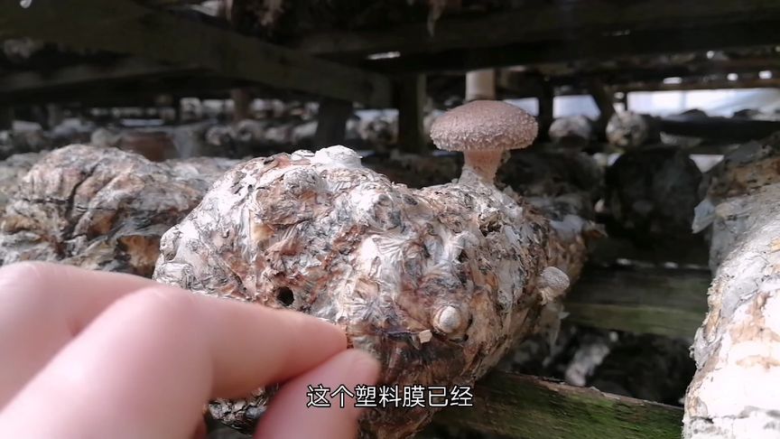 探秘农村,花菇是如何生长出来的?