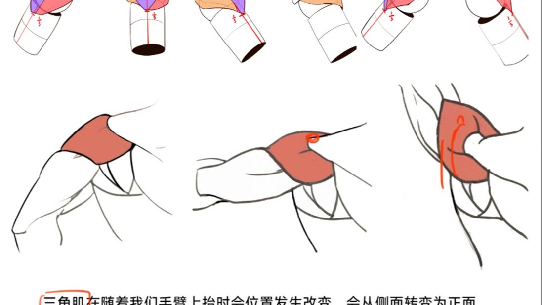 【原画教程】三个1/3定位法!三角肌不再画崩!