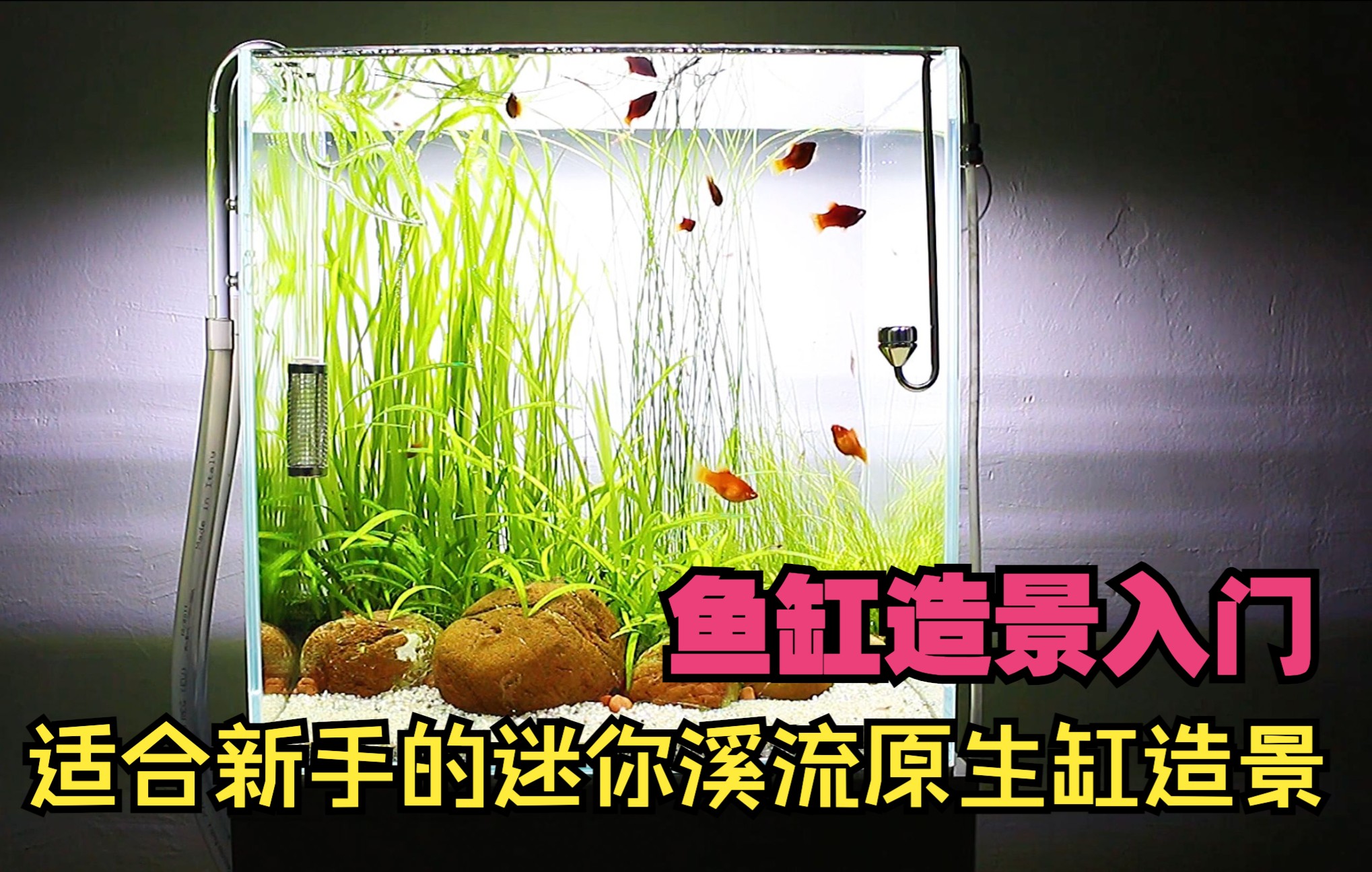新手小型鱼缸造景入门,维护简单的溪流原生缸
