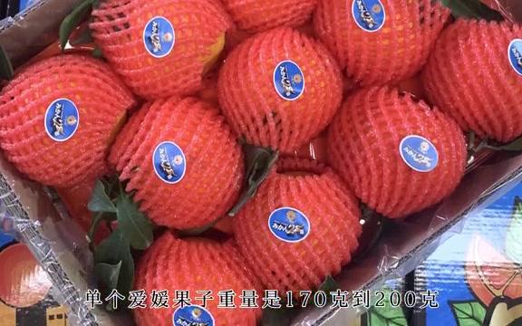 网红水果爱媛果冻橙评测来啦!带你走进产地,了解是否值得你购买
