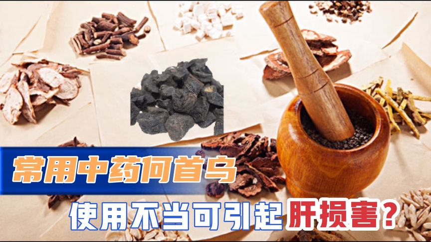 常用中药何首乌,使用不当可引起肝损害?