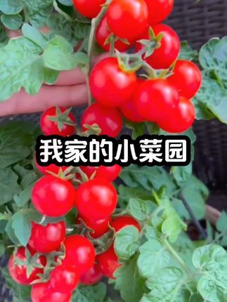 花盆种植小番茄, 长不高结果多采收时间长, 味道酸甜 爽口#蔬菜种子#...
