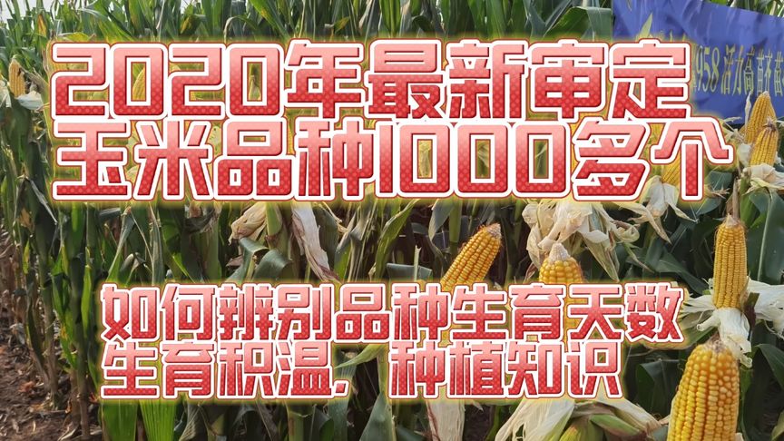 2020年最新审定玉米品种1000多个,教农民如何辨别生育天数,积温
