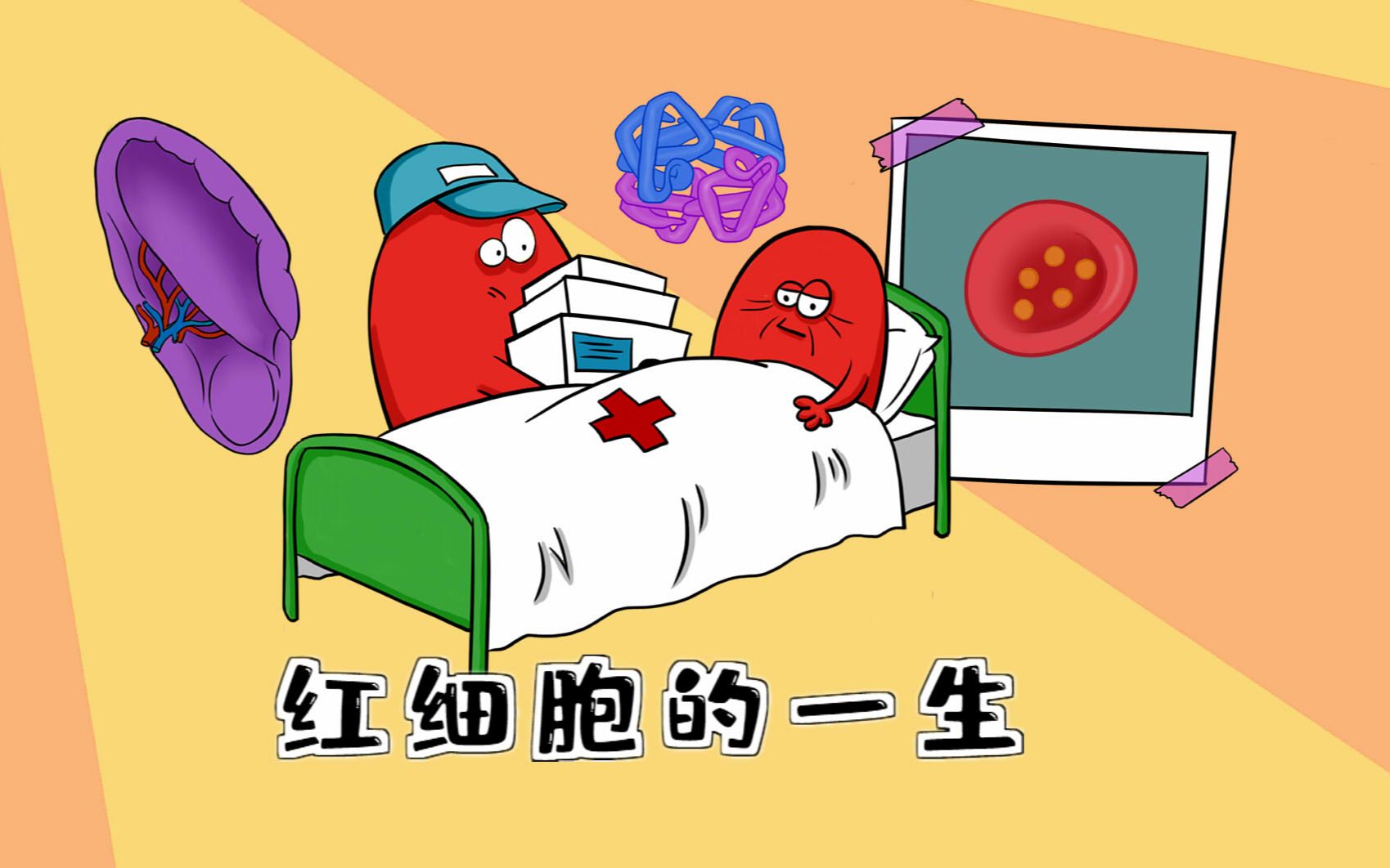 Q萌手绘漫画 | 红细胞的一生