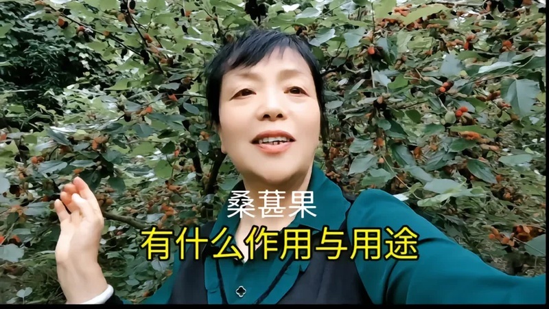 桑葚果有什么作用与用途呢