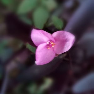 月光豆芽 