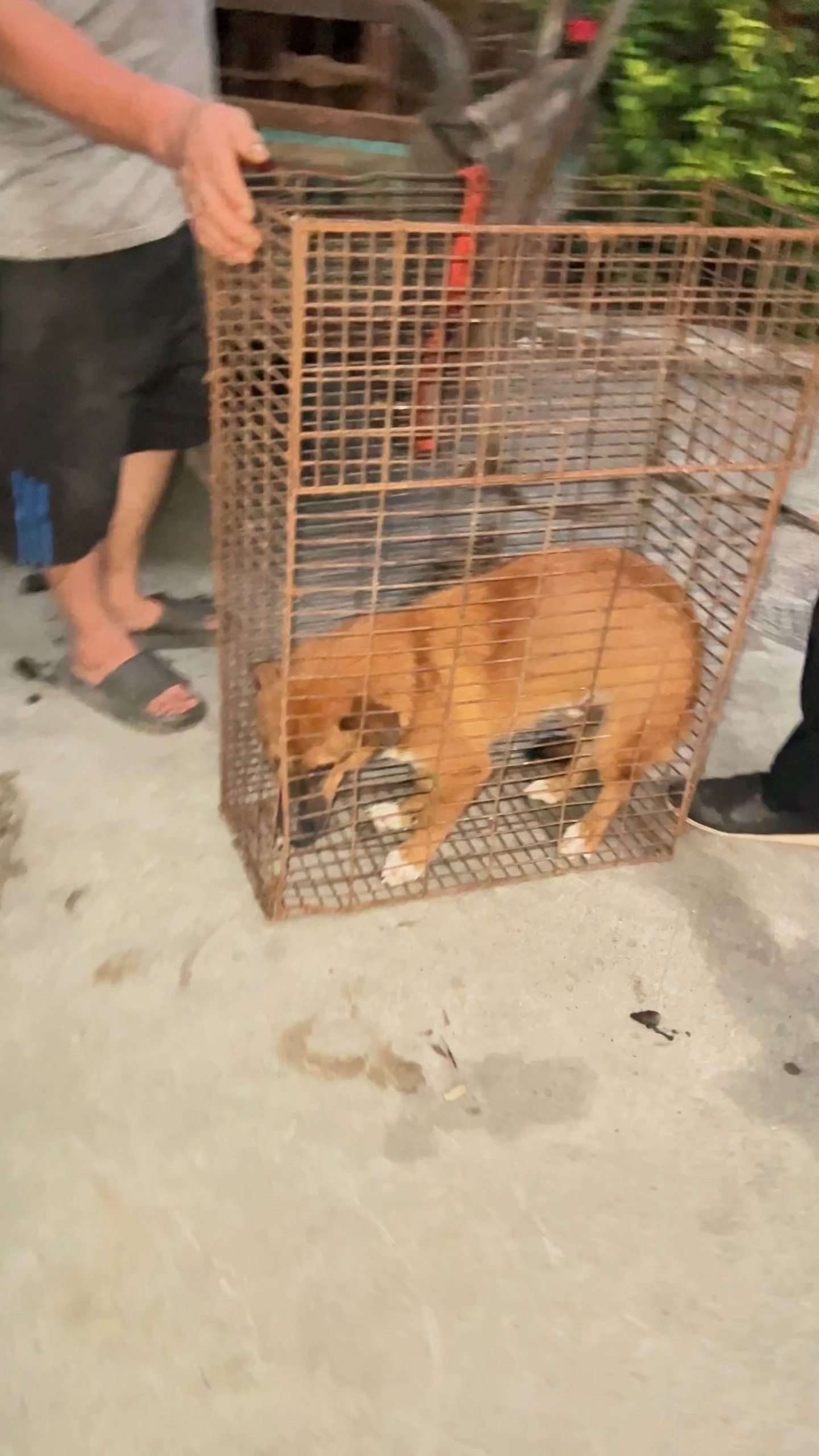 咬人黄狗被铁夹子夹起叫不停,主人说以后不会咬人了,这次真害怕