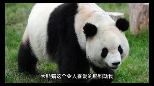 「大熊猫:一个神奇的物种」--了解这个受人喜爱的熊科动物