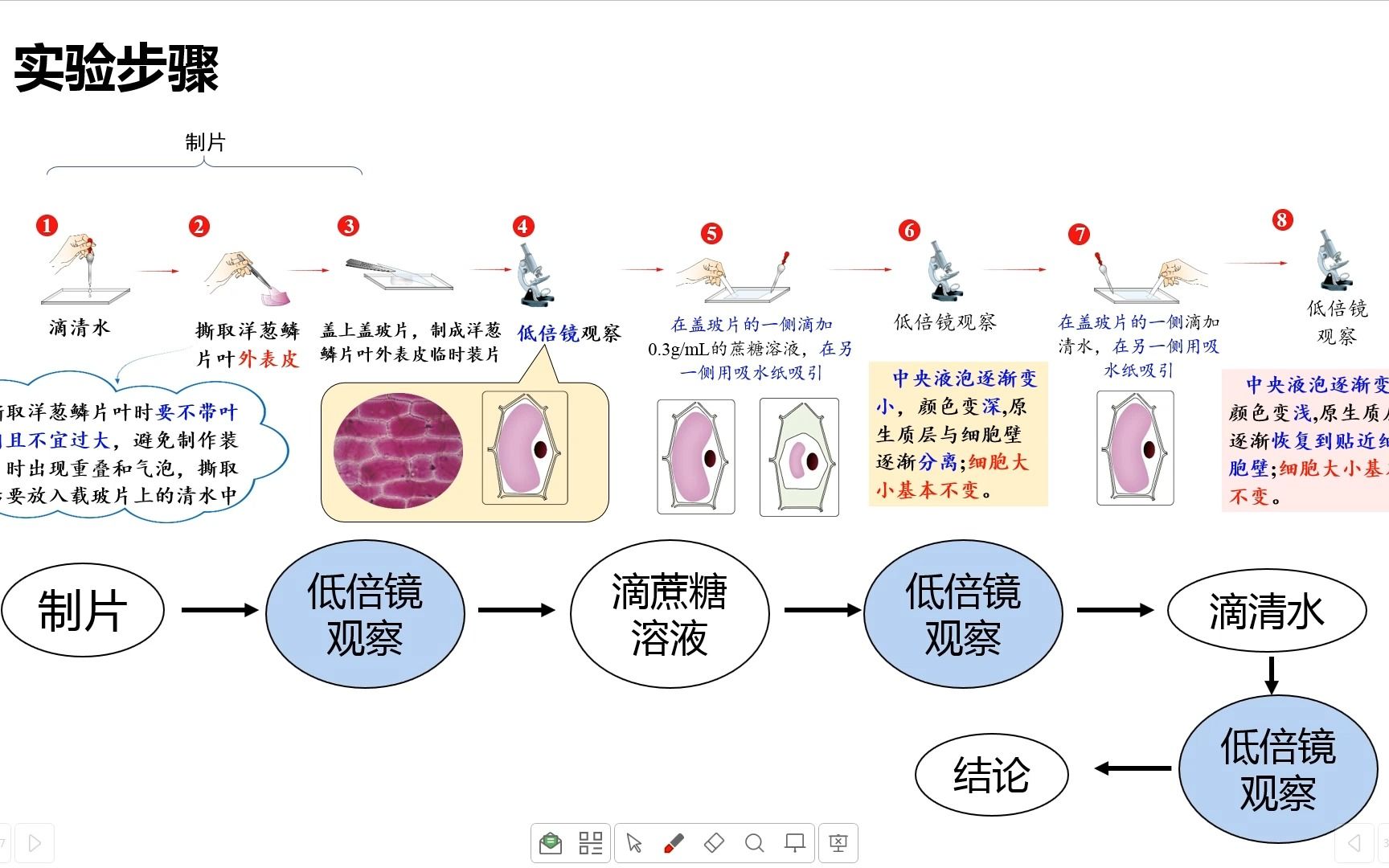 高中生物一轮复习 第6讲 水进去细胞的原理 第2节课