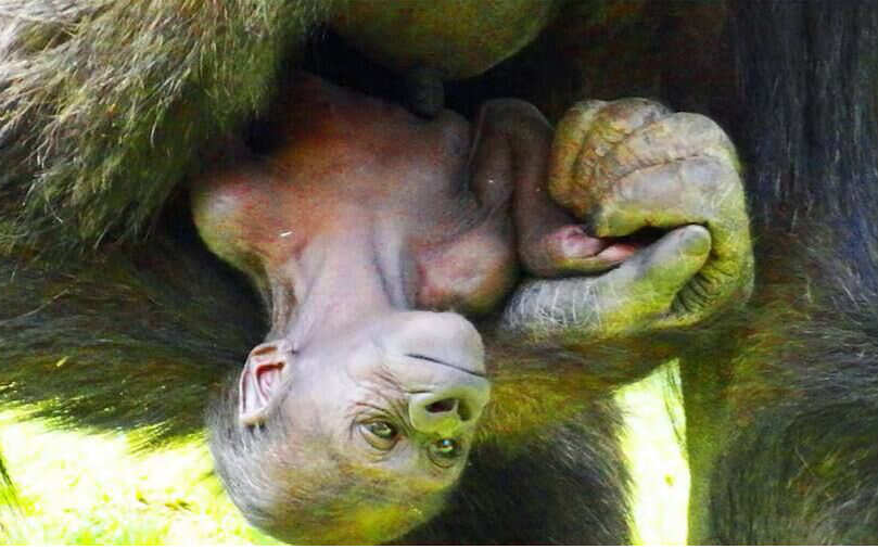 各种动物的分娩过程