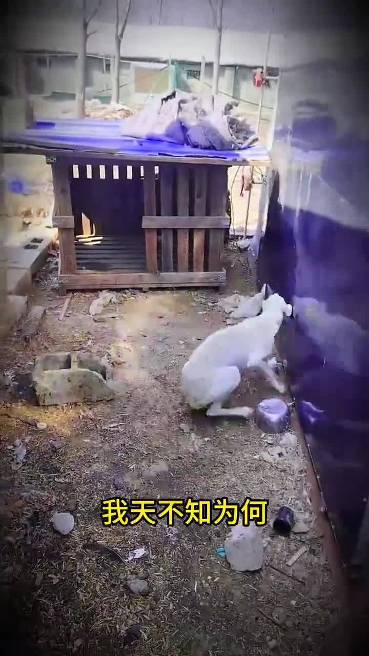 发疯般惨叫的狗狗#趣味萌宠