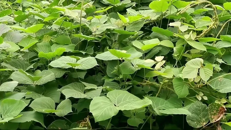 葛根是什么?其生长环境及用途介绍