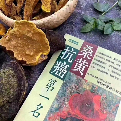 你所不知道的桑黄 