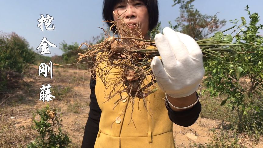 广东阳江芬芬去山坡挖山草药～金刚藤,你知道它的用途吗?