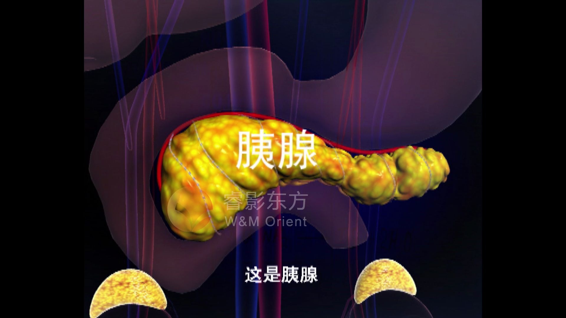 原创科普医学动画连载032—胰腺科普
