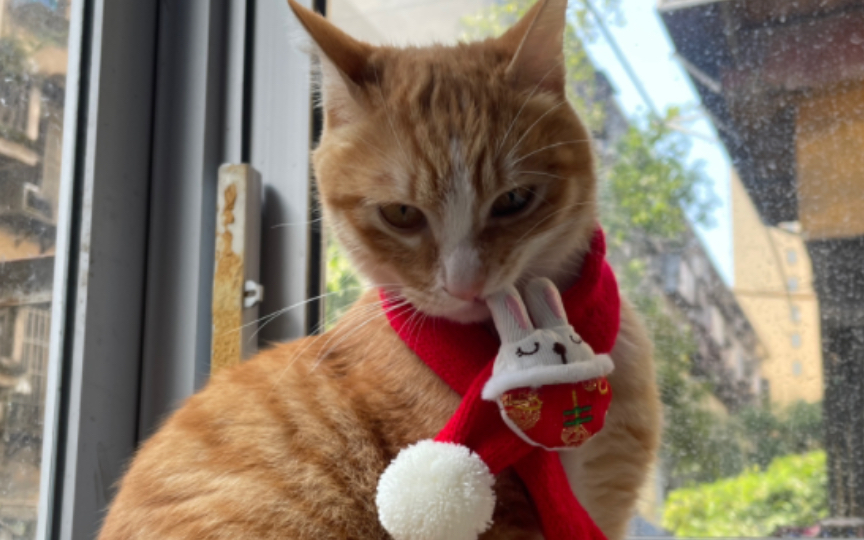 谁受得了这样会撒娇卖萌的猫猫呢