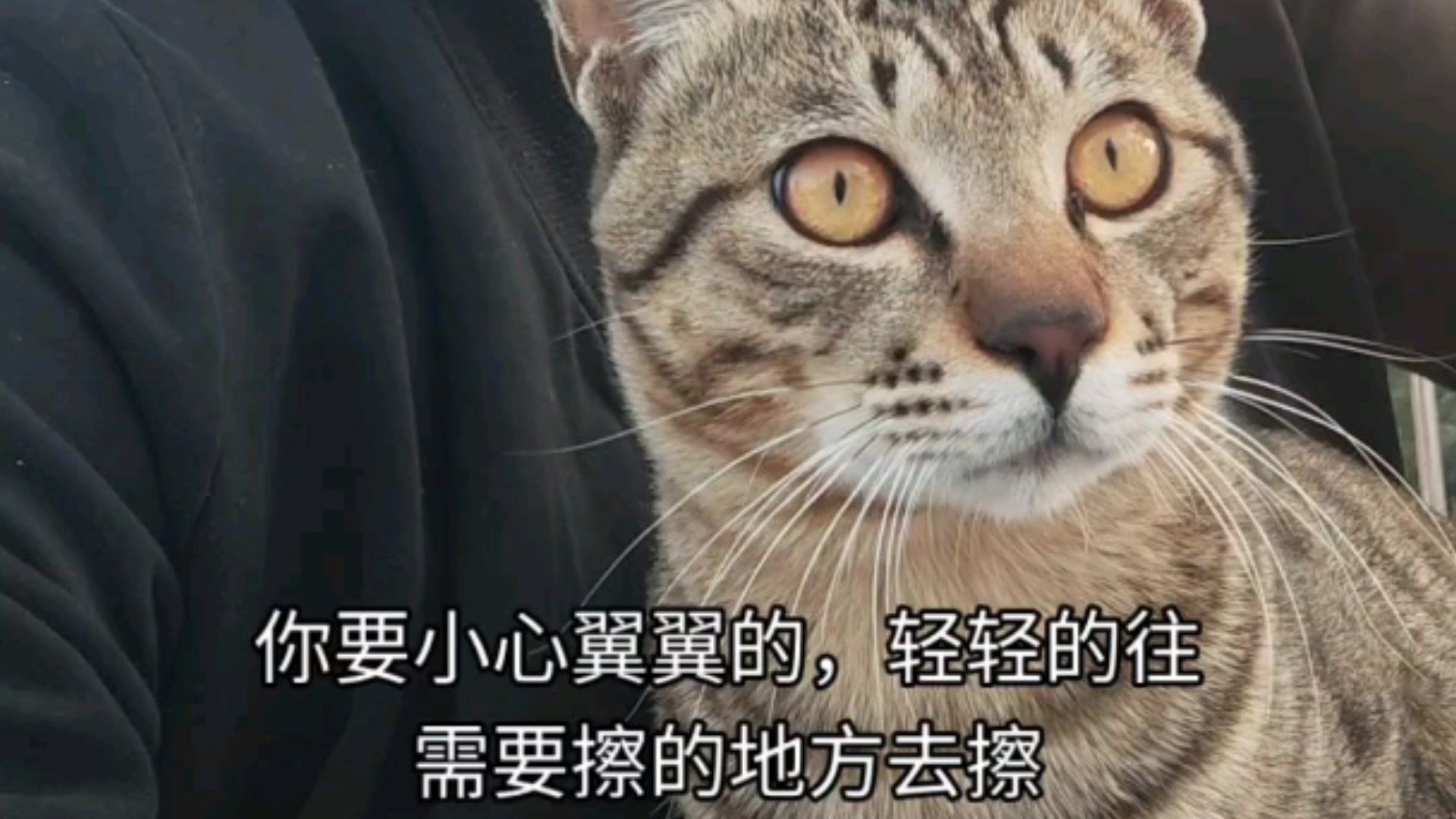 我的痔疮犯了,续集