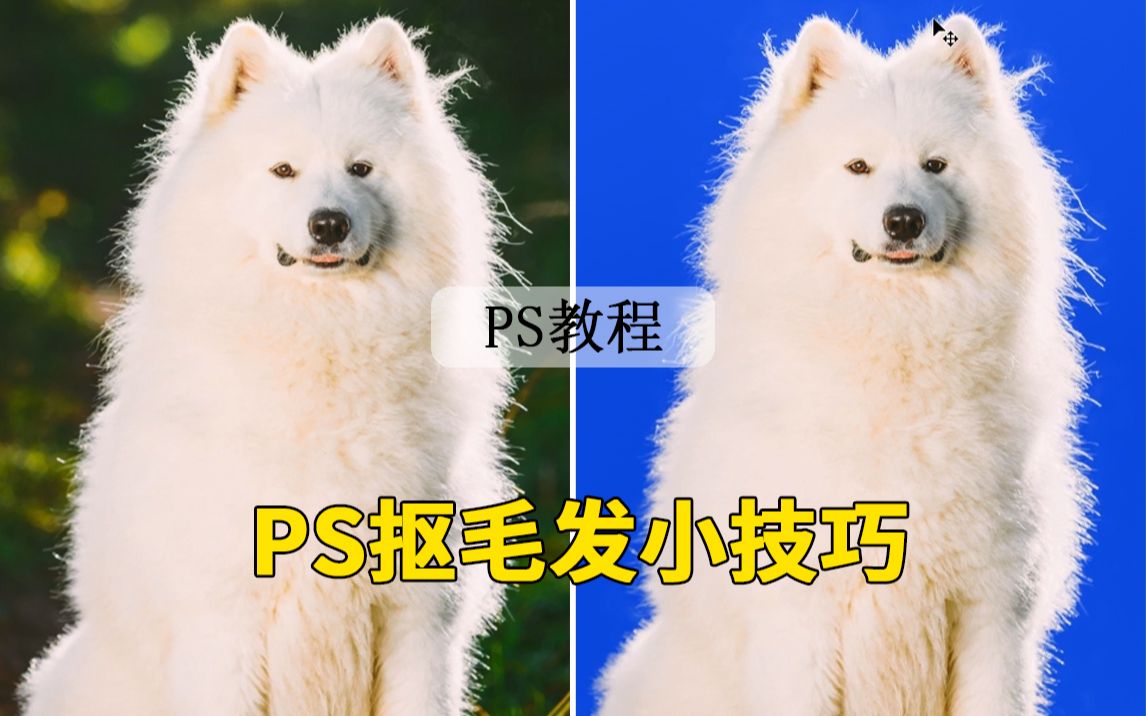 【PS教程】如何抠出小狗的毛发呢?教你一招,一起来学习吧