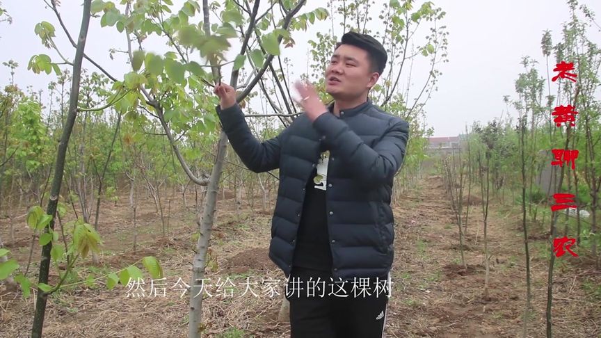 老黄聊三农:男子为我们讲核桃树生长过程,它还有这么多知识