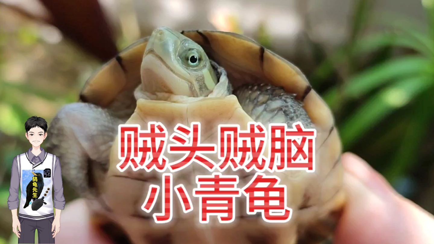 龟中怂货,贼头贼脑小青龟,笑脸不讨喜,中华花龟和黄喉小青龟难养的...