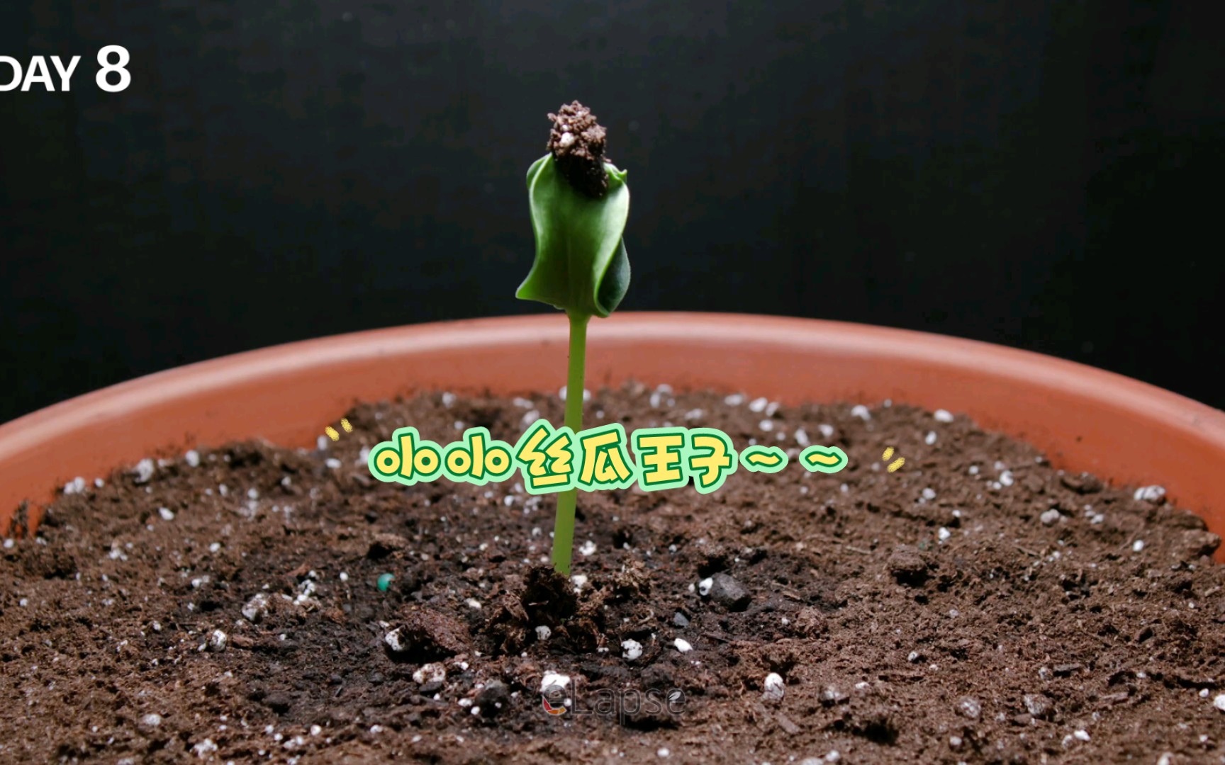 丝瓜种植-从种子到结出果实历程延时记录114天