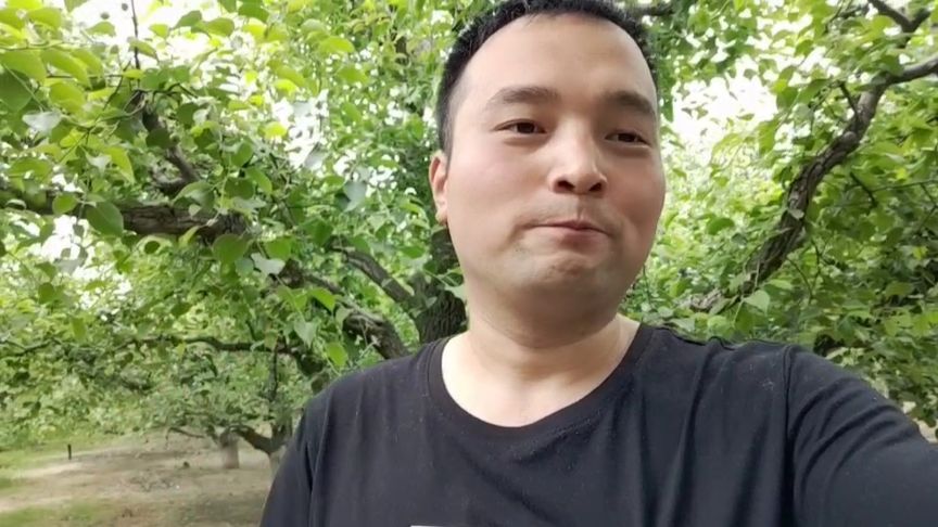 在梨园里干活梨子渐渐长大了