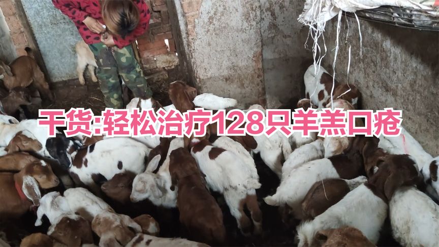 分享干货,治疗128只羊羔口疮,不是事儿,用医用冰硼散粉儿喷羊羔嘴