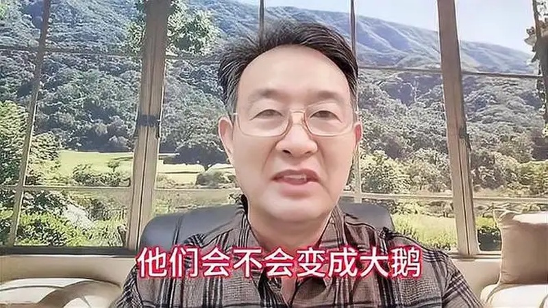 这些大鹅不冷吗,都把它的毛拔下来给大家加工羽绒服了