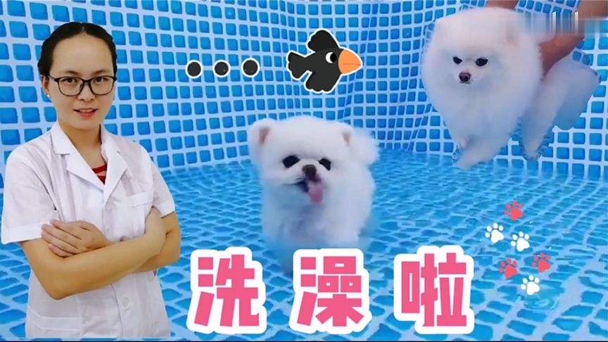 现在宠物医生教大家如何正确给狗狗洗澡?