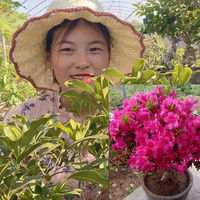 莒县养桂花的张 
