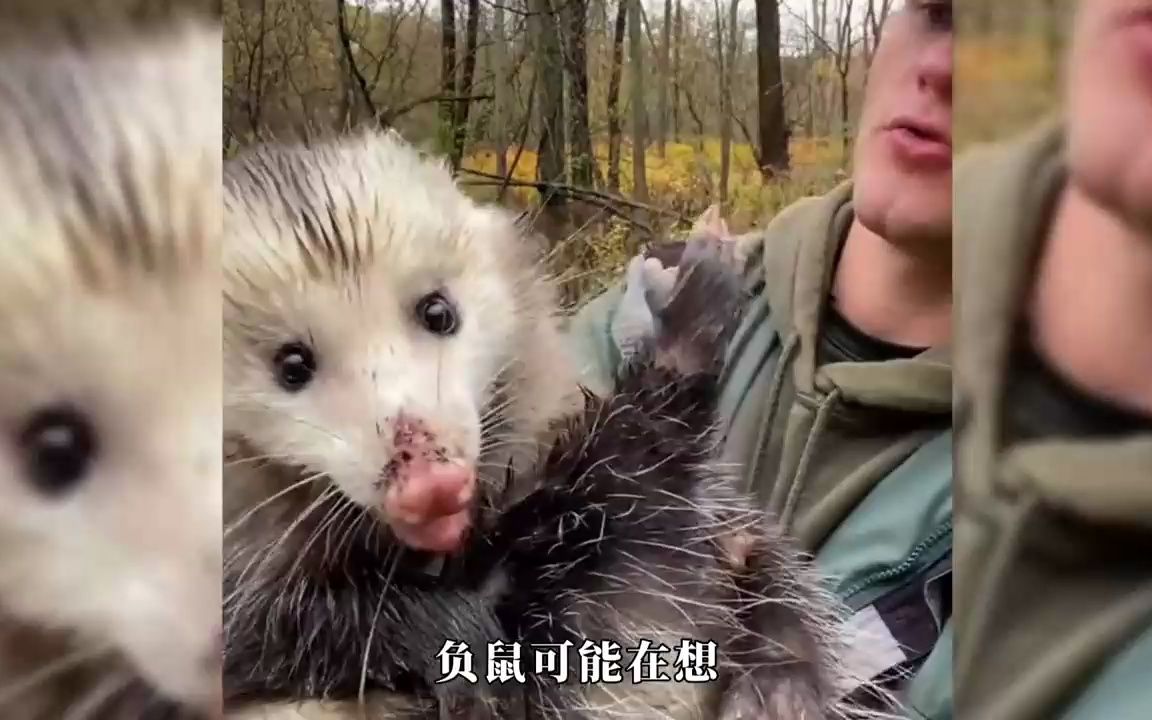 动物界的装死大师,拥有两套生殖系统的负鼠,到底有多奇特?