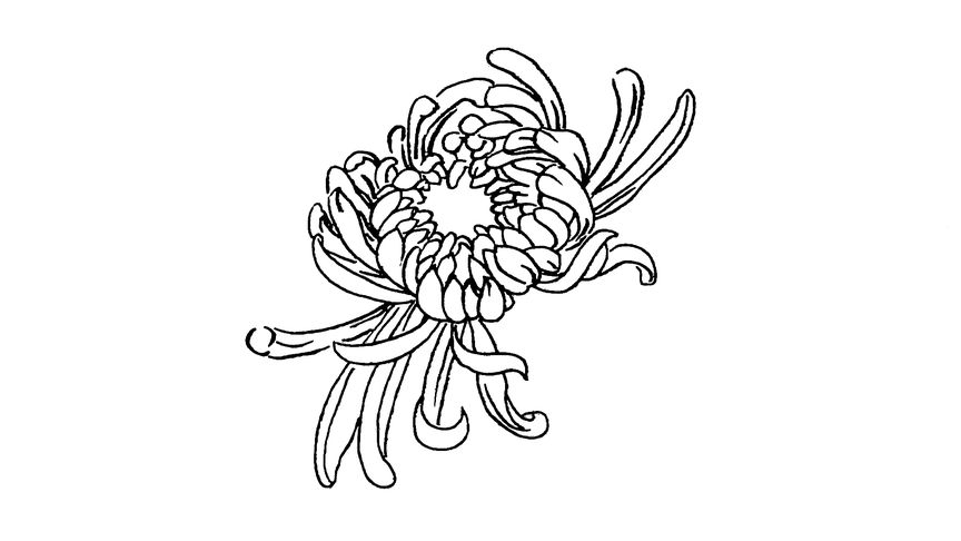 有用的绘画方法,线描菊花,简单易学