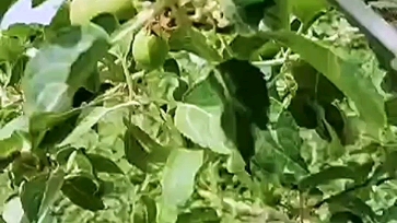 阿克苏·冰糖心苹果/知识课堂①疏果尽管疏掉了一 部分果实,但节省了...