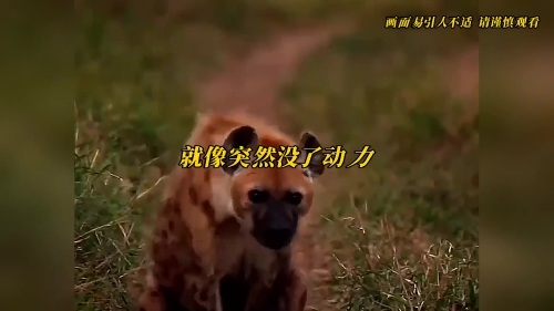 精彩的动物世界:鬣狗二哥这是怎么了,从四驱变两驱了